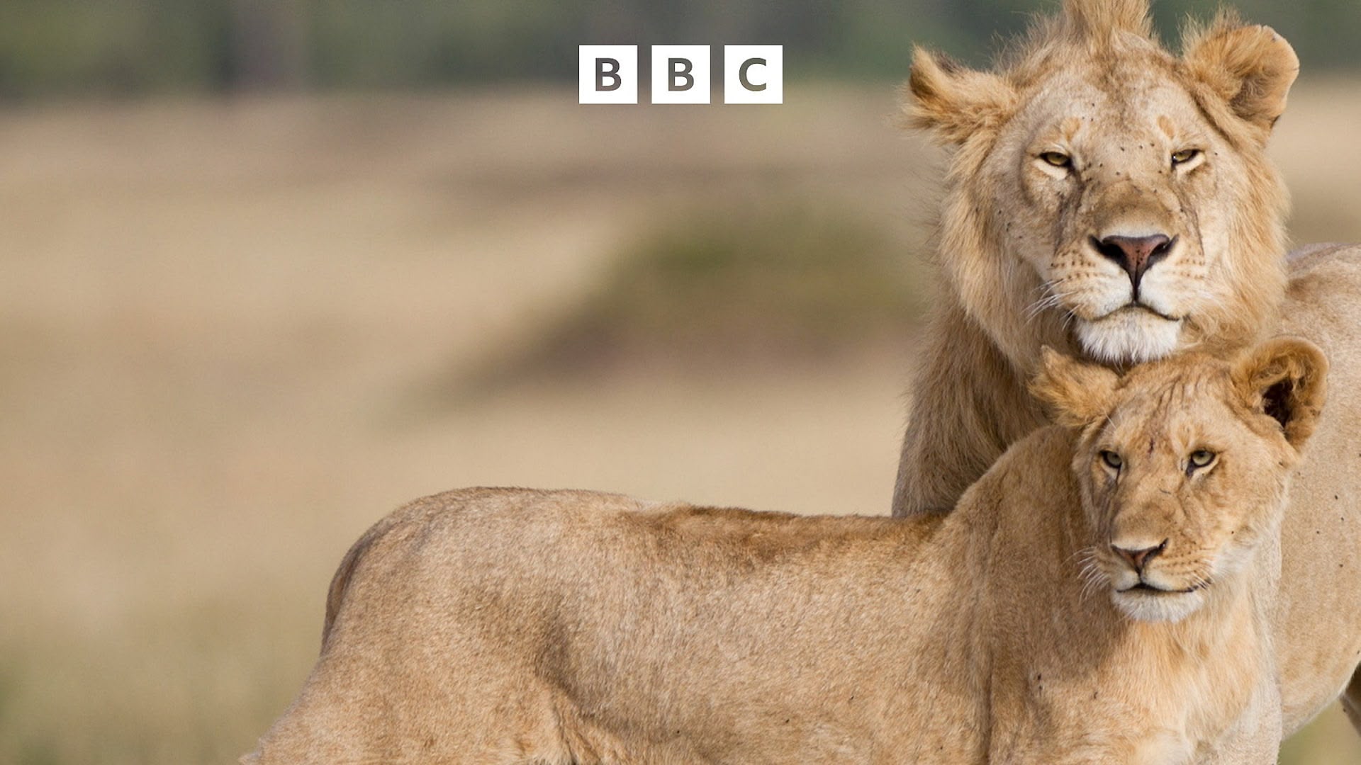 Die Dynastie der Löwen - Aufstieg und Fall des Marsh-Rudel online ...